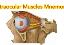 Mnemonic For Statin's Drugs