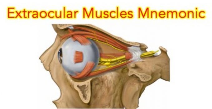 Extrinsic Eye Muscles Model